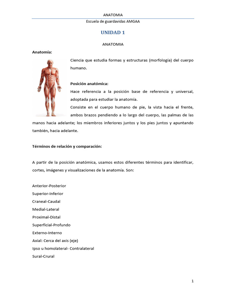 Anatomía Mapa Conceptual | PDF | Sistema linfático | Articulación