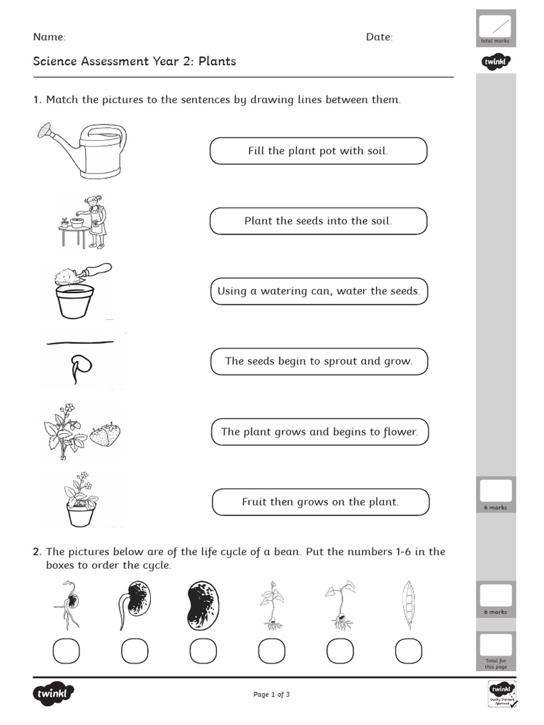 Year 2 Science Assessment: Plants | PDF | Seed | Plants