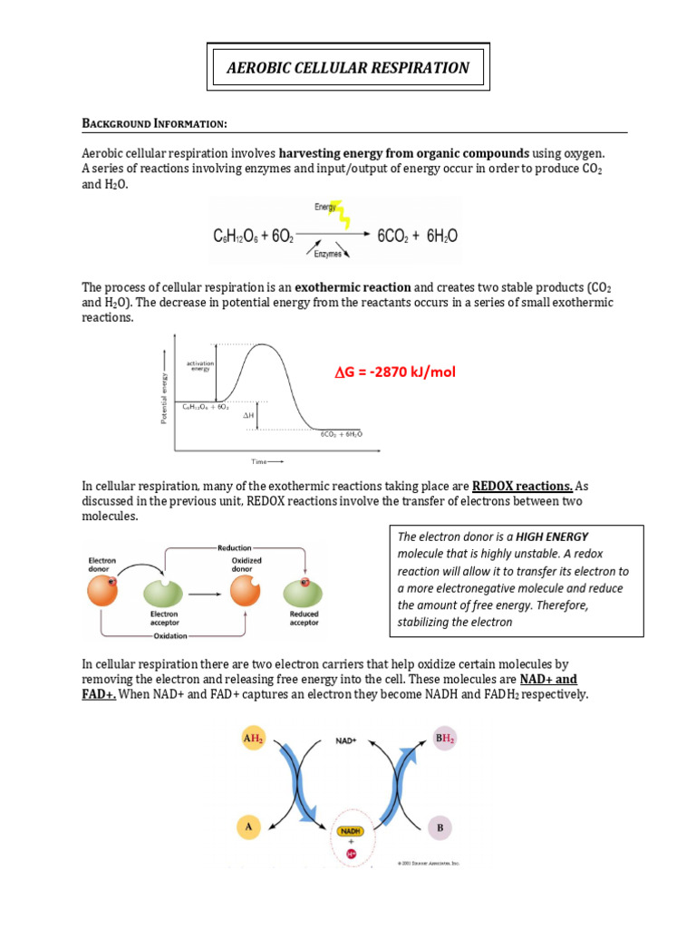 Stages of Aerobic Cellular Respiration | PDF | Cellular Respiration ...