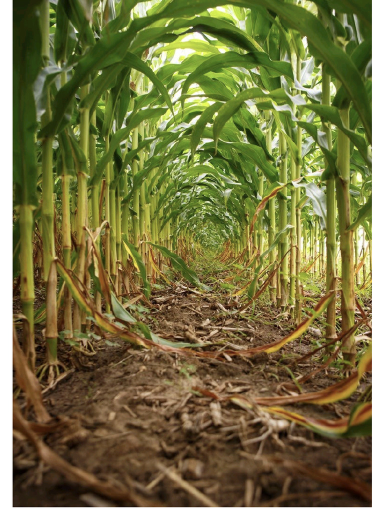 Corn Crops | PDF