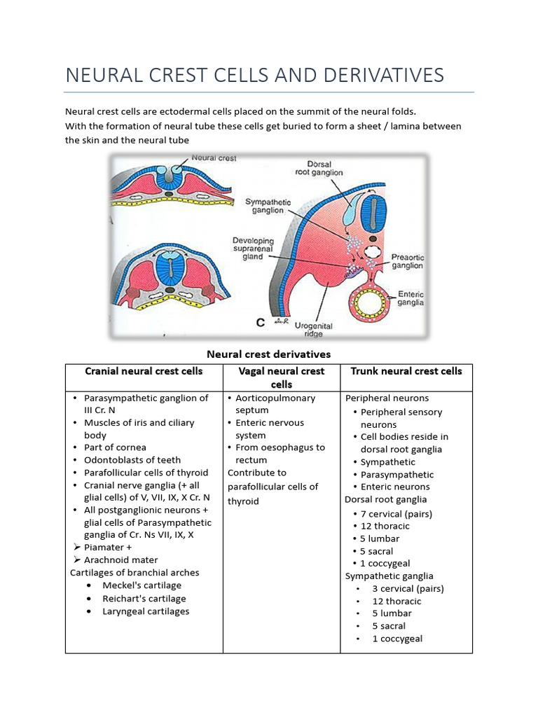 Neural Crest Cells Supporting Material | PDF | Nervous System ...