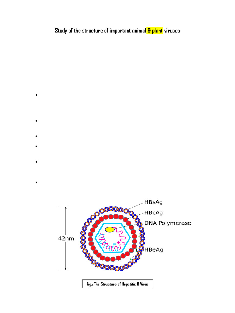 Study of The Structure of Important Animal Viruses | PDF | Virus ...