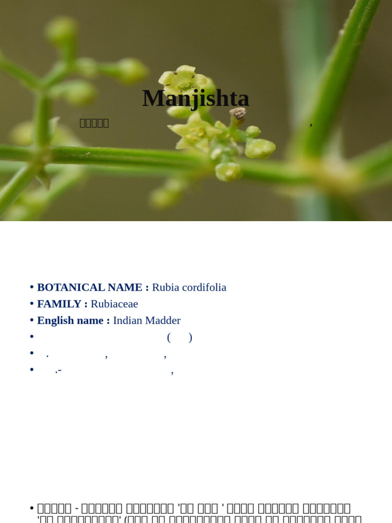 Manjishta | PDF