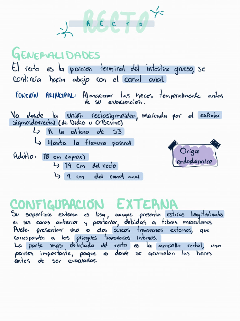 Anatomía Del Recto | PDF