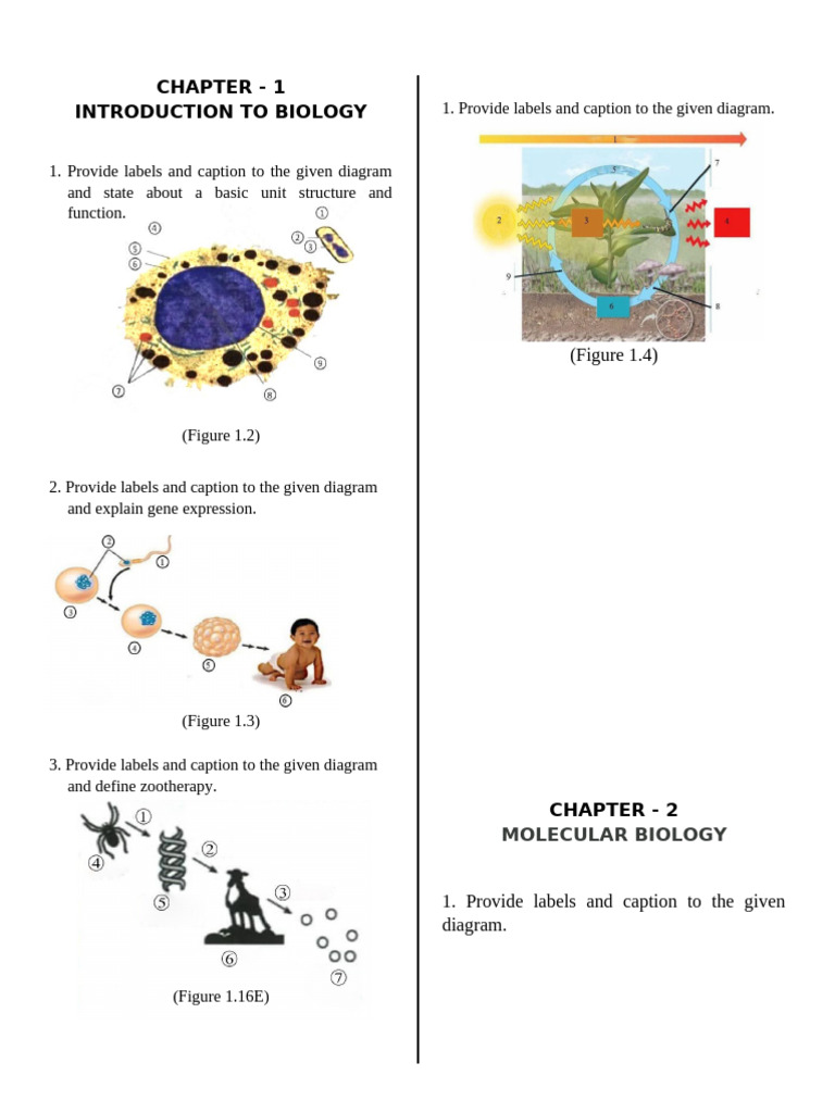 Biology and Molecular Biology Diagrams | PDF
