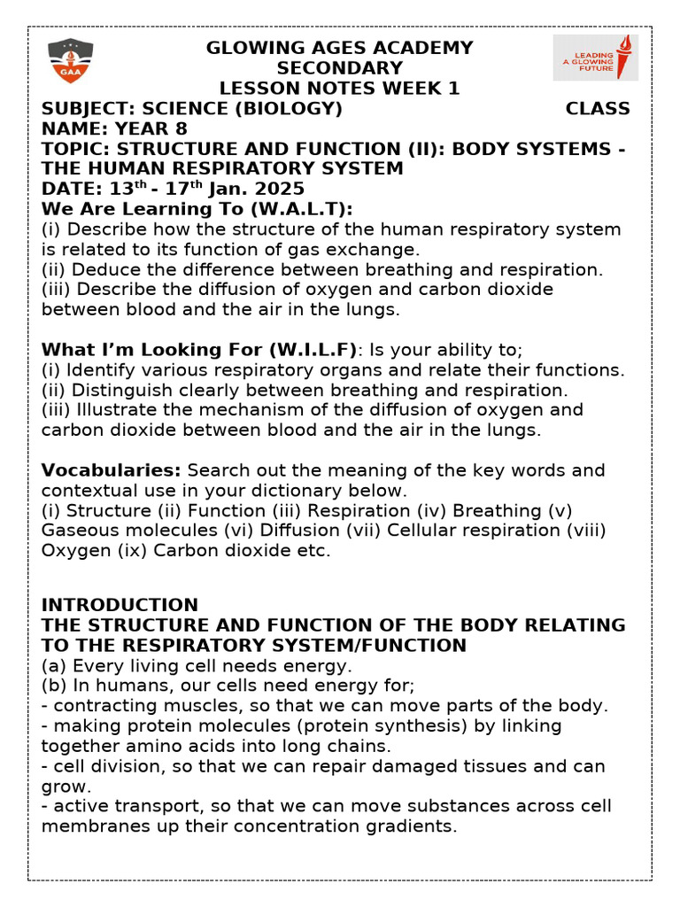 Year 8 Biology: Human Respiratory System | PDF | Respiratory System | Lung