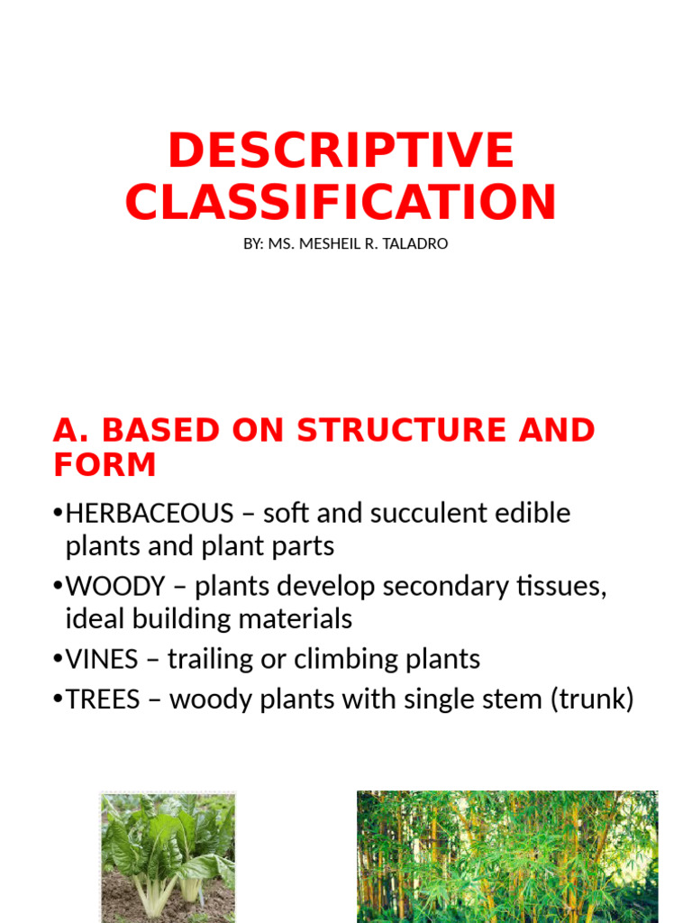 l3 Descriptive Classification | PDF | Plants | Organisms