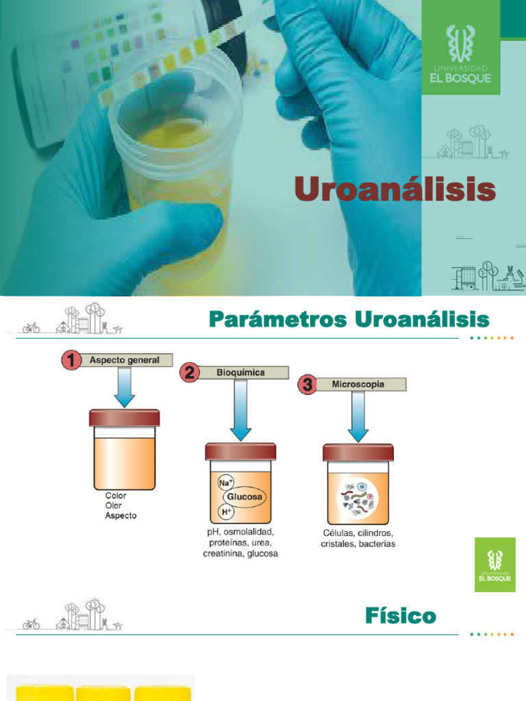 Uroanálisis Ultimo Pdf Fluidos Corporales Sistema Urinario