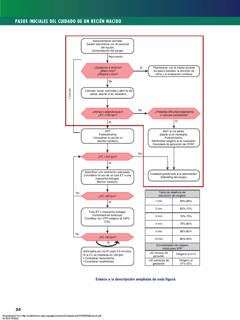 Algoritmo Reanimación Neonatal | PDF
