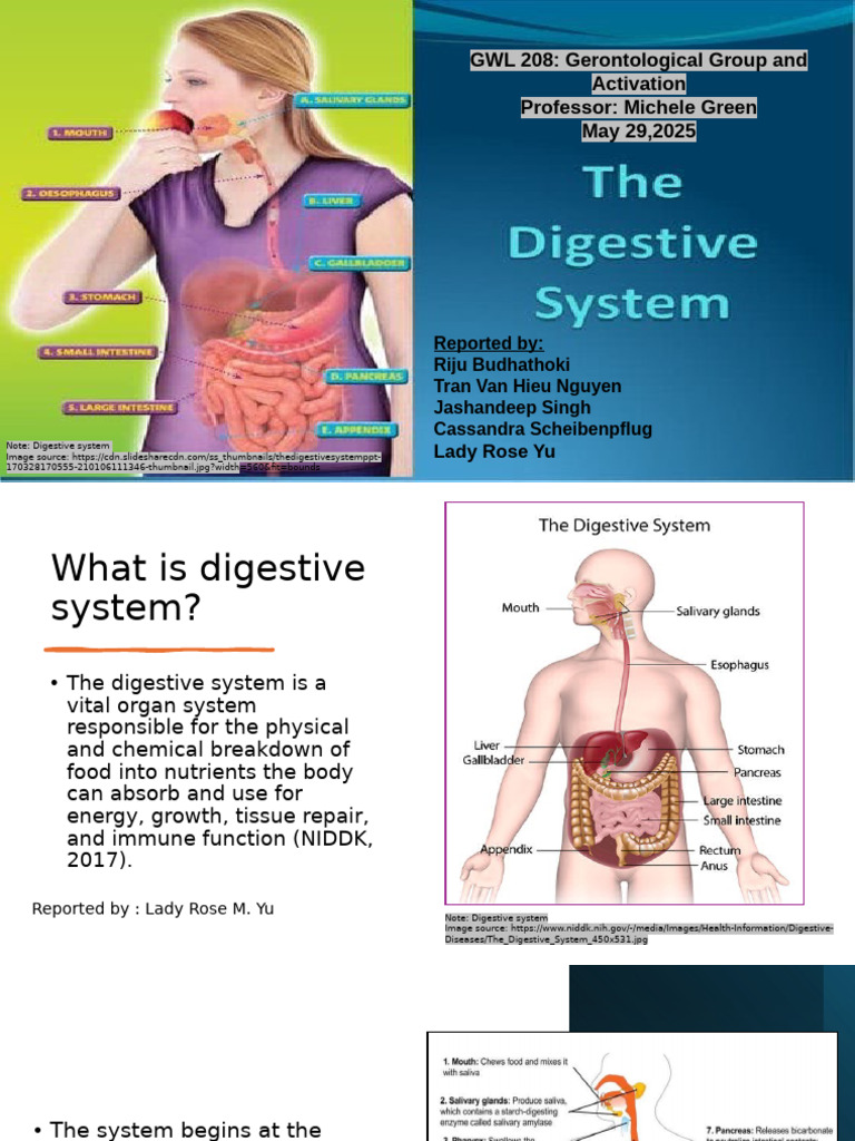 Human Digestive System Group Presentation (Best) | PDF ...