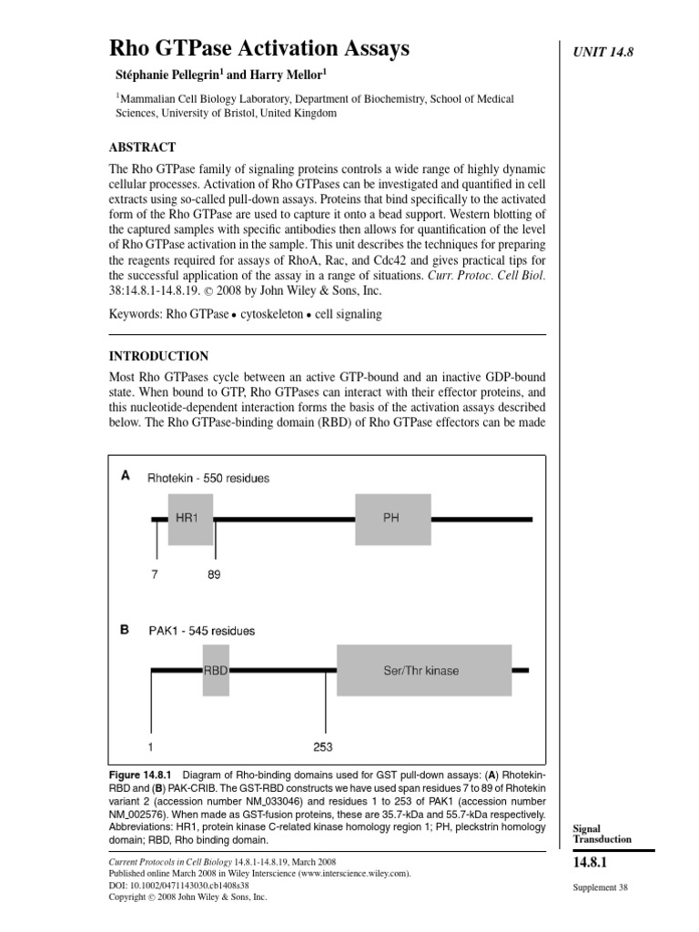 Rho GTPase Assay Protocol | PDF | Biology | Life Sciences