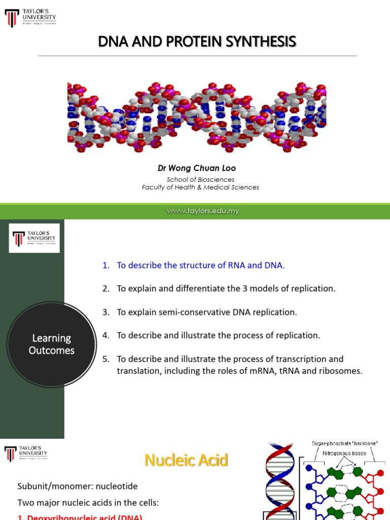 5 - DNA and Protein Synthesis - PDF | PDF | Translation (Biology) | Rna