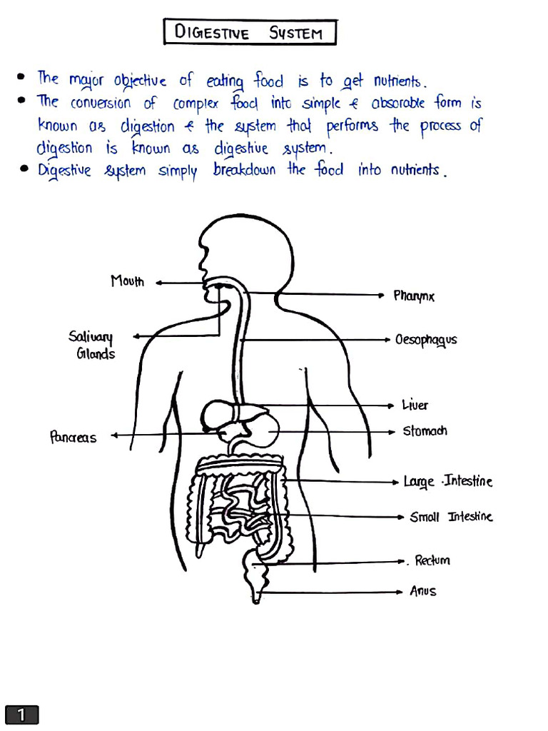 HAP Chapter 09 Digestive System | PDF