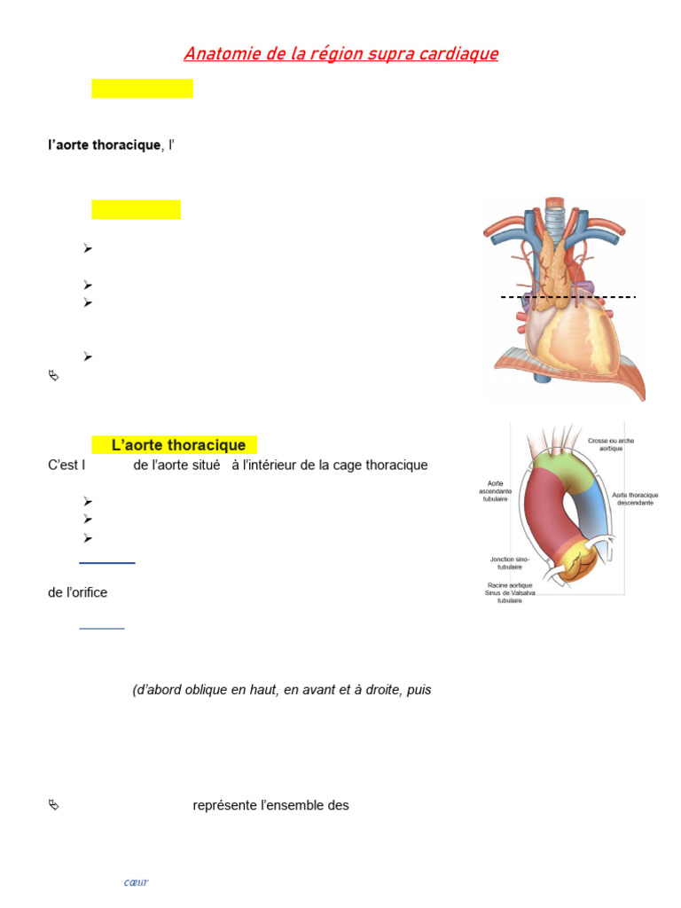 Anatomie de la région supra cardiaque | PDF | Aorte | Cou