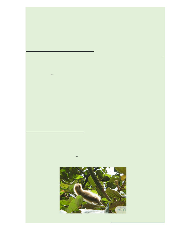 Modelo de Ficha Botánica - TOPA O BALSA | PDF | Arboles | Agricultura