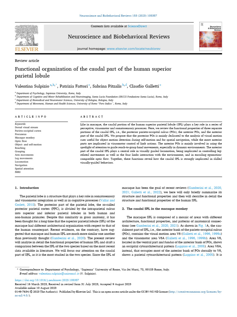 2023-Sulpizio - HSPL Review - Neurosci Biobehav Rev | PDF | Parietal ...