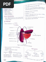 Reproductive System of Cockroach | PDF | Sex Organ | Insects