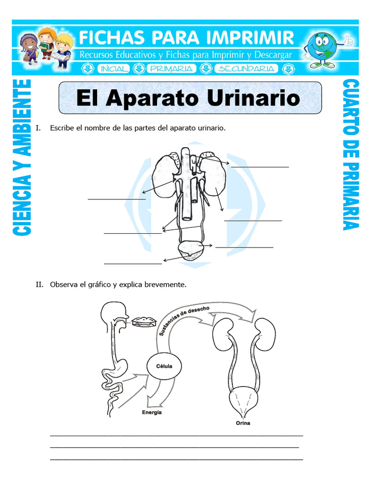Ficha El Aparato Urinario para Cuarto de Primaria | PDF | Sistema urinario | Riñón