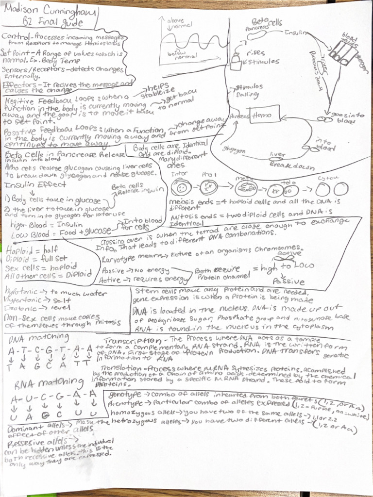 Final Bio Sheet | PDF