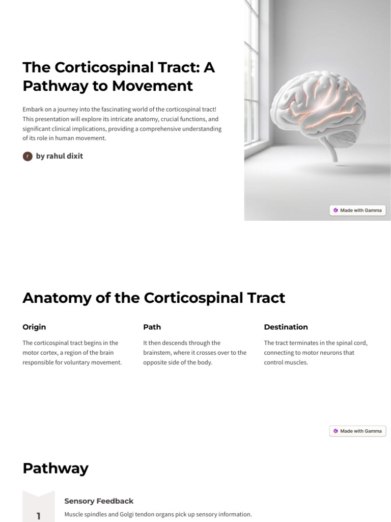 The Corticospinal Tract A Pathway To Movement 2 | PDF | Motor Neuron | Spinal Cord