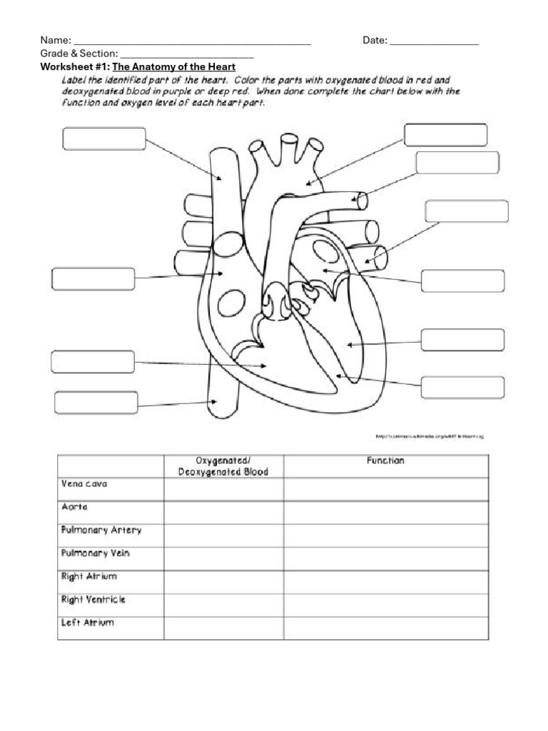 Heart Worksheet | PDF