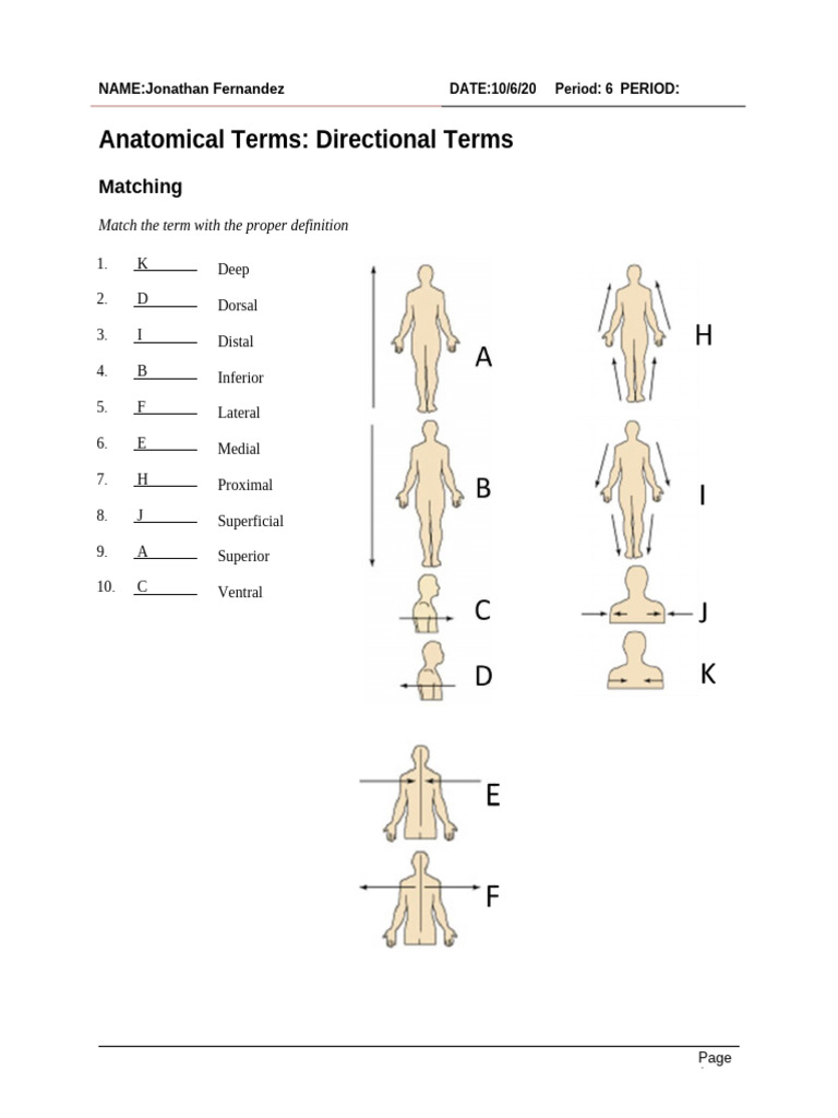 Anatomical Terms Directional Terms 3 Assignment (Completed) | PDF ...
