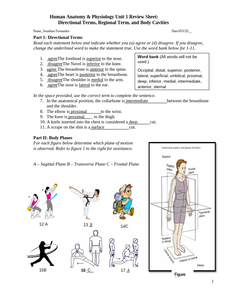 Anatomy Physiology Review 2 Assignment (Completed) | PDF | Anatomical ...