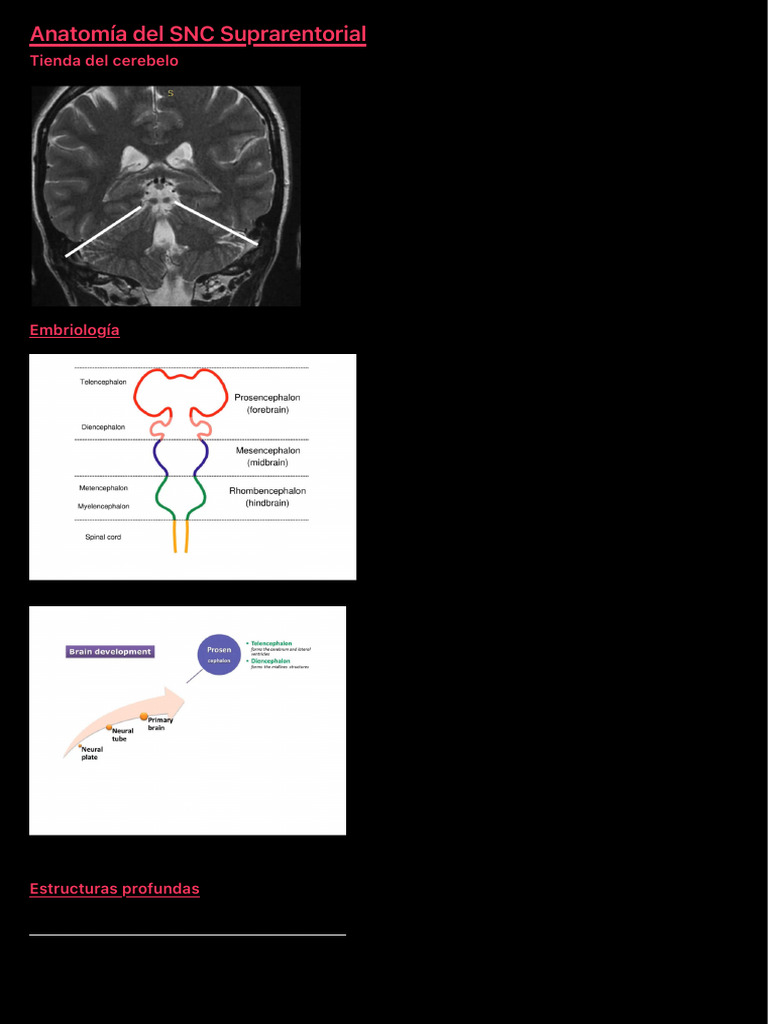 Anatomía Del SNC Suprarentorial 2 | PDF | Sistema nervioso central ...