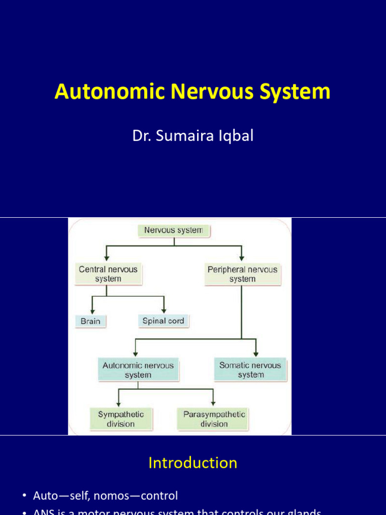 Autonomic Nervous System | PDF | Acetylcholine | Autonomic Nervous System