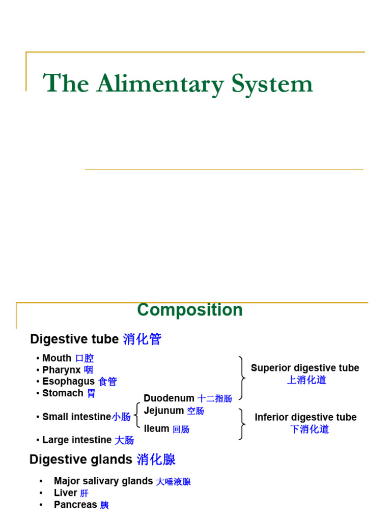 1and 2 and 3 Alimentary System | PDF | Pancreas | Tongue
