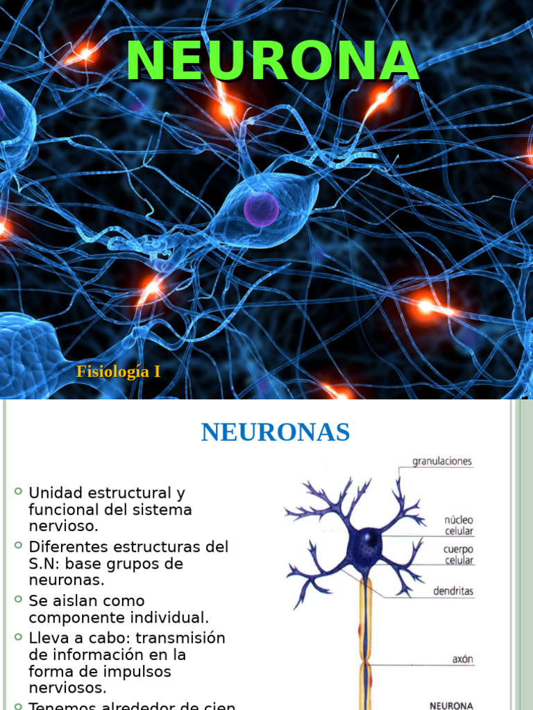 NEURONA | PDF | Neurona | Axon