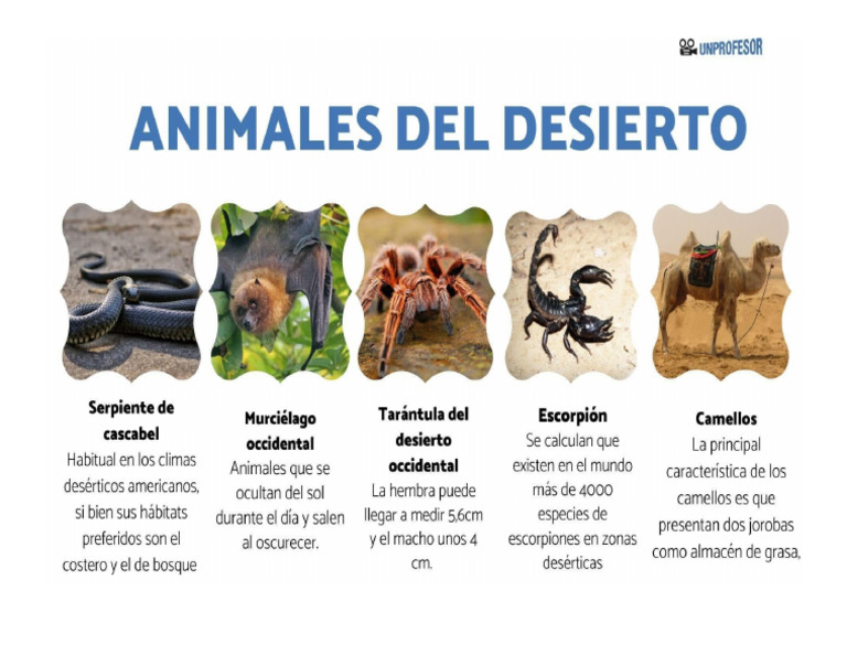 Animales Del Desierto Pdf
