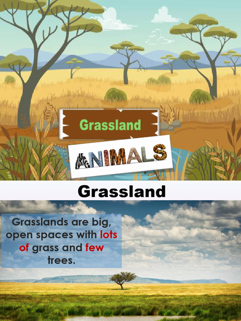 Grassland Animals | PDF