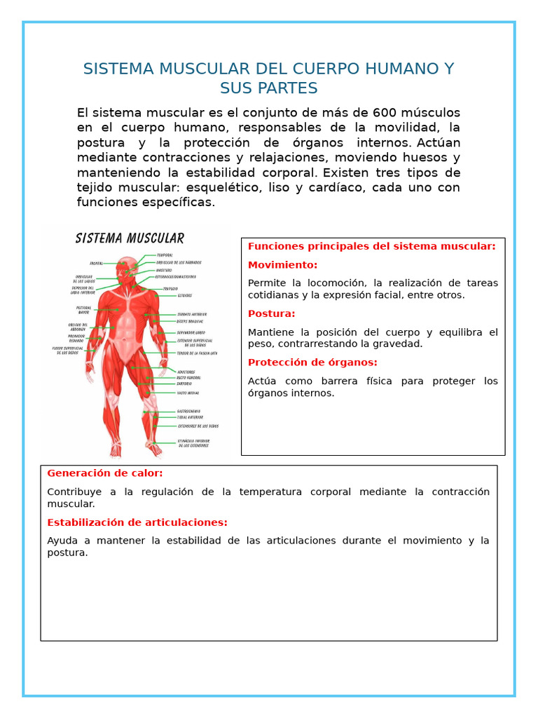 Sistema Muscular: Funciones y Tipos | PDF | Músculo | Corazón