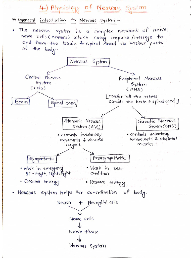 Physiology of Nervous System Notes | PDF
