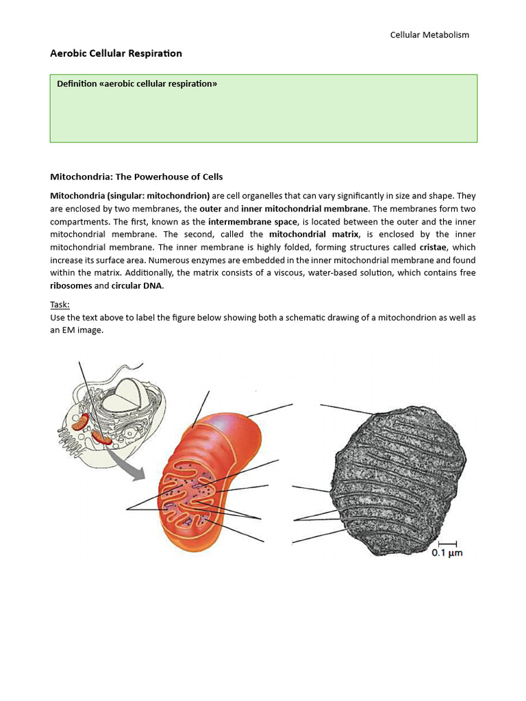Aerobic Cellular Respiration Explained | PDF | Cellular Respiration ...