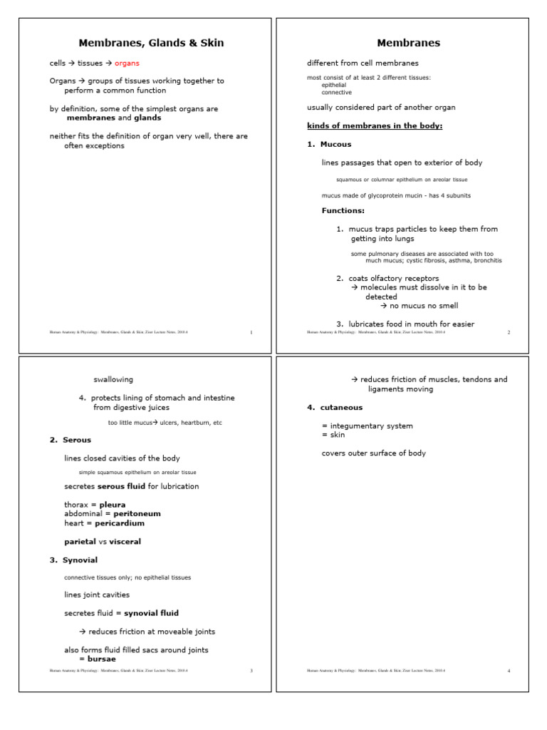 B.membranes, Glands & Skin | PDF | Skin | Epidermis