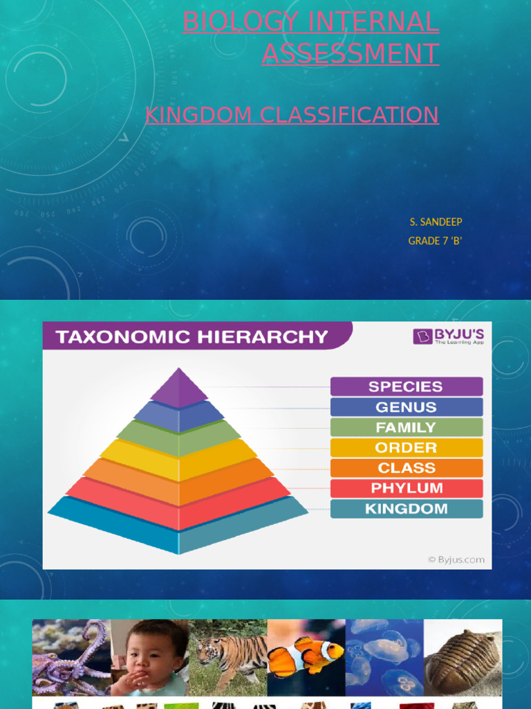Kingdom Animalia Sandeep 7B | PDF | Invertebrate | Biology