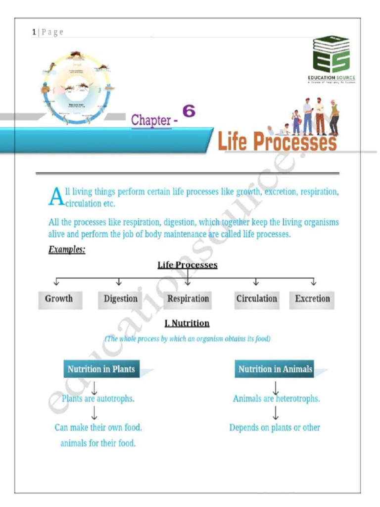 Life Processes | PDF
