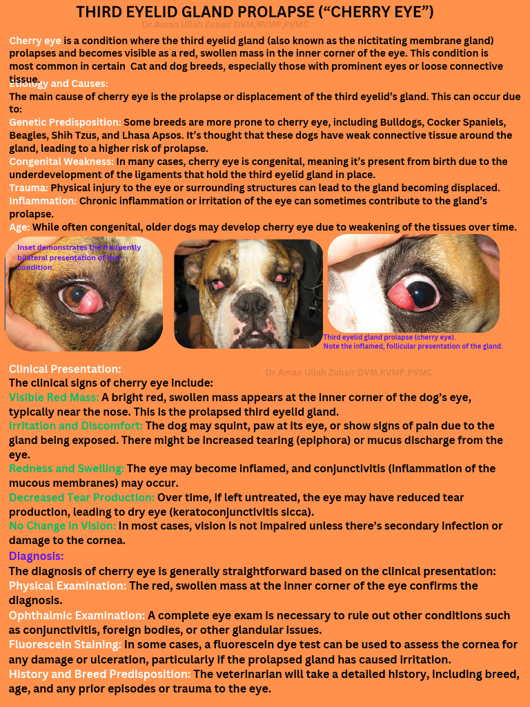 Cherry Eye Dog and Cat DR AUZ DVM RVMP PVMC 1739864979 | PDF | Medical ...
