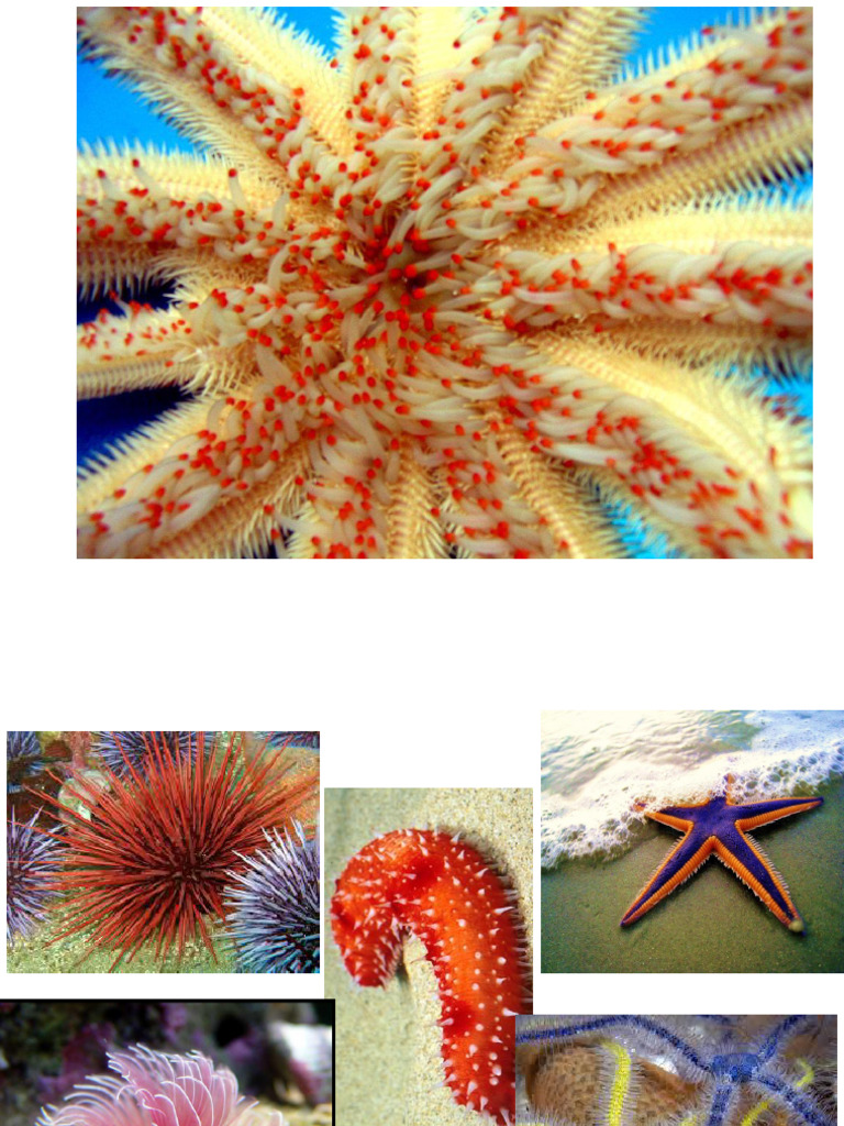 Overview of Phylum Echinodermata | PDF | Zoology