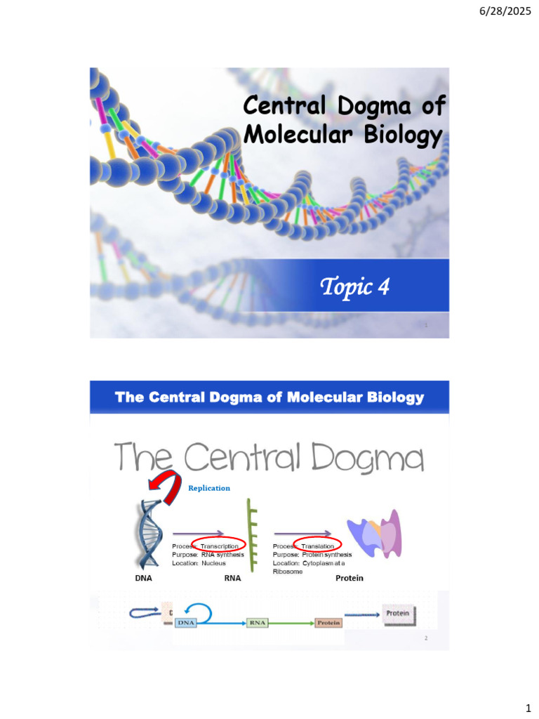 4.+HiM Bio Topic+4 Central+Dogma SUM25 | PDF | Translation (Biology ...