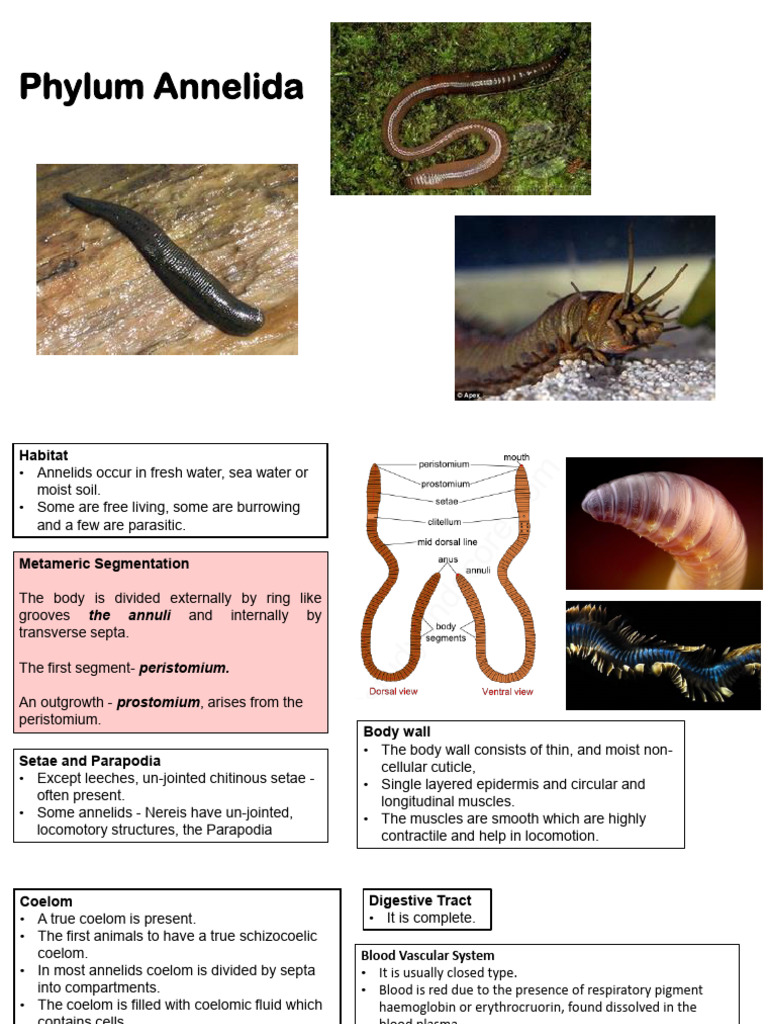Annelida and Arthropoda Study Material | PDF