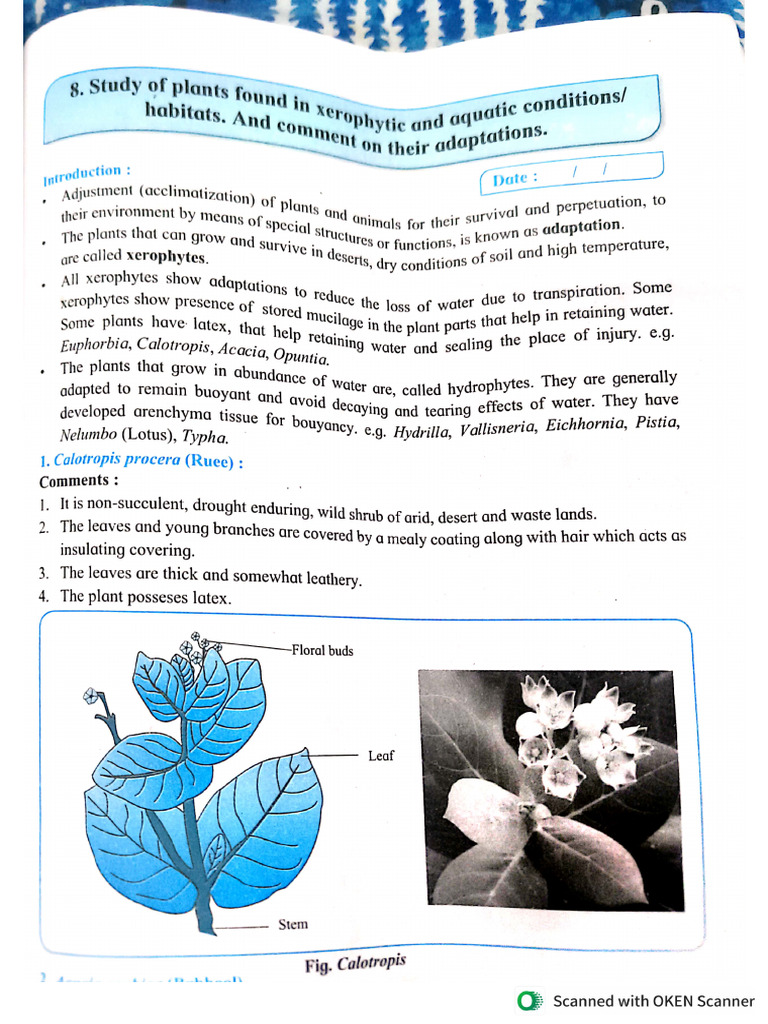 Plants Adaptations. | PDF
