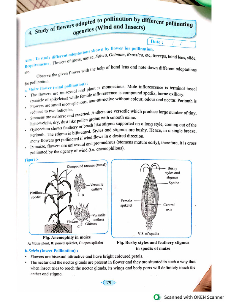 Study of Flowers Adapted To Pollination | PDF