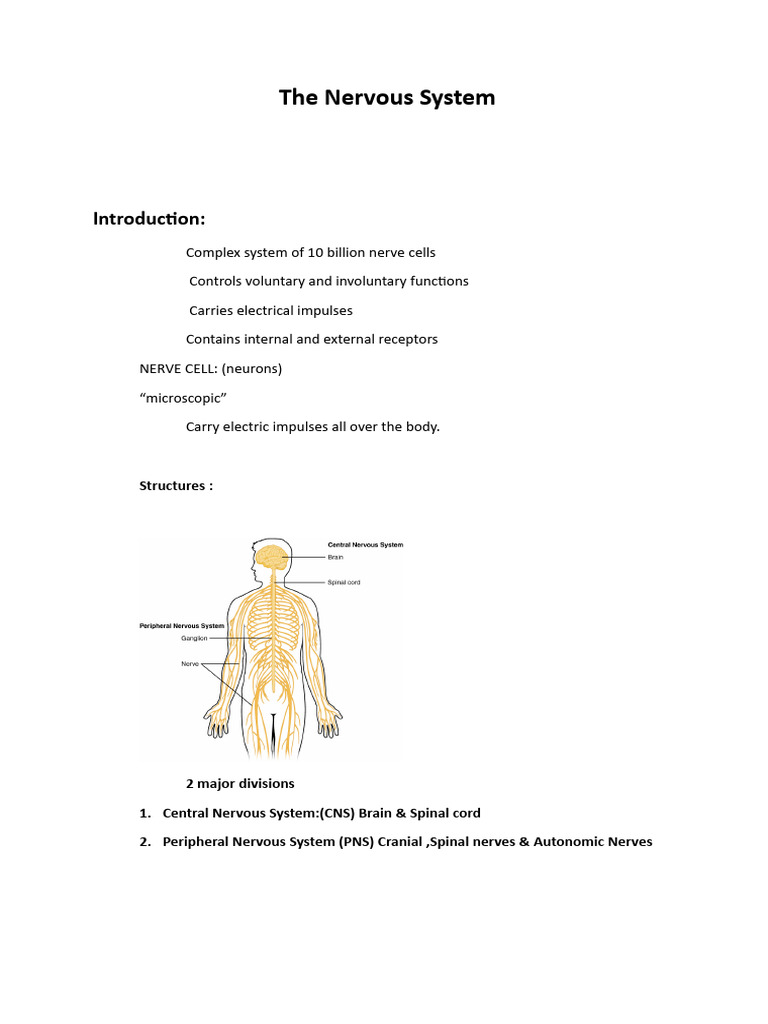 Nervous System Study Material PDF | PDF | Central Nervous System ...