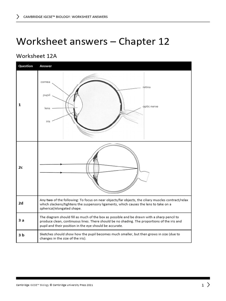 Igcse Biology 4ed TR Ws Answers 12 | PDF | Human Eye | Eye