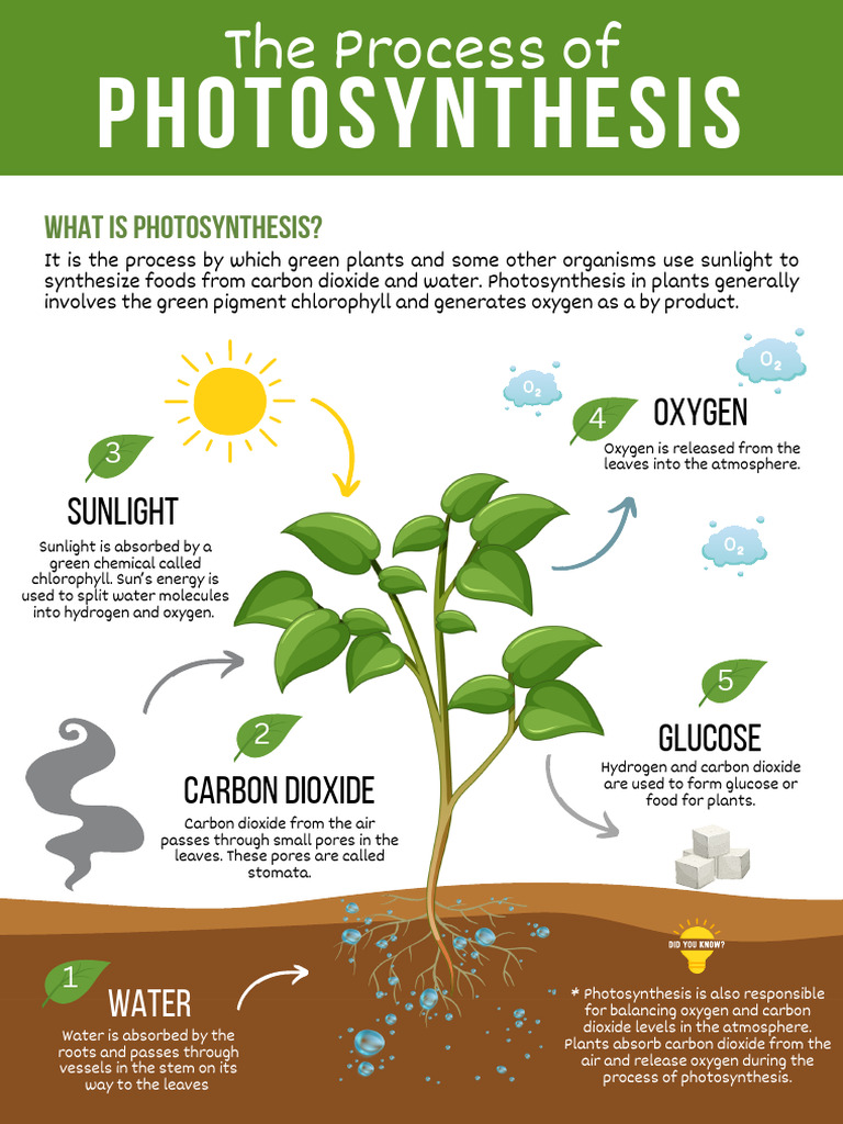 Photosynthesis Science Education Poster in Green Simple Style | PDF