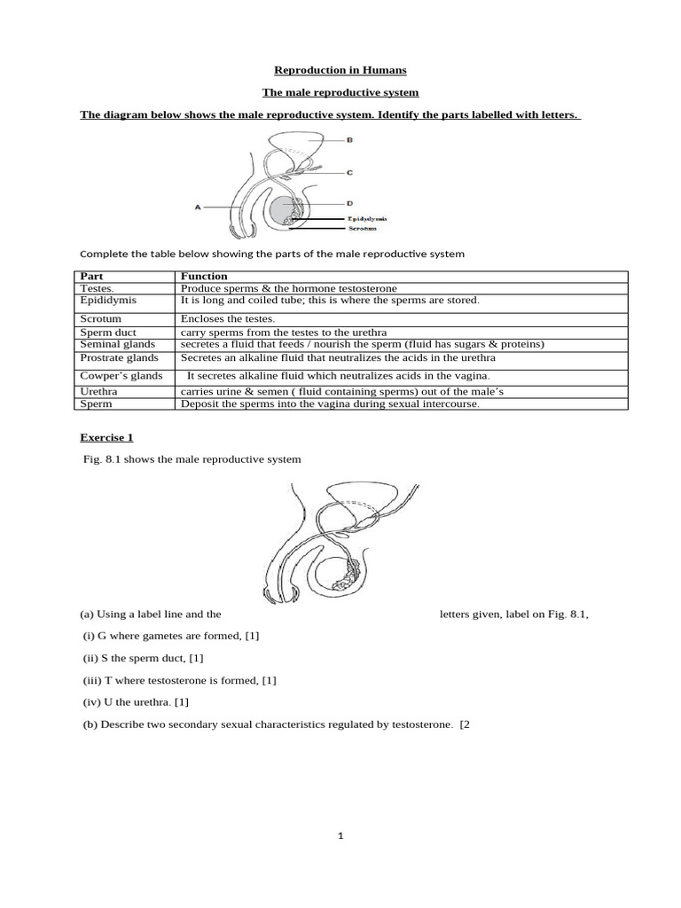 Reproduction in Animals 2 | PDF | Menstrual Cycle | Reproductive System