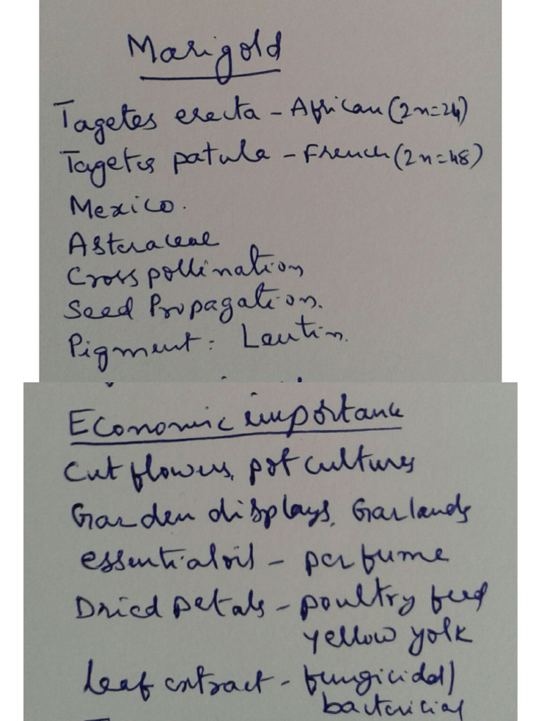 383 Marigold 1 | PDF